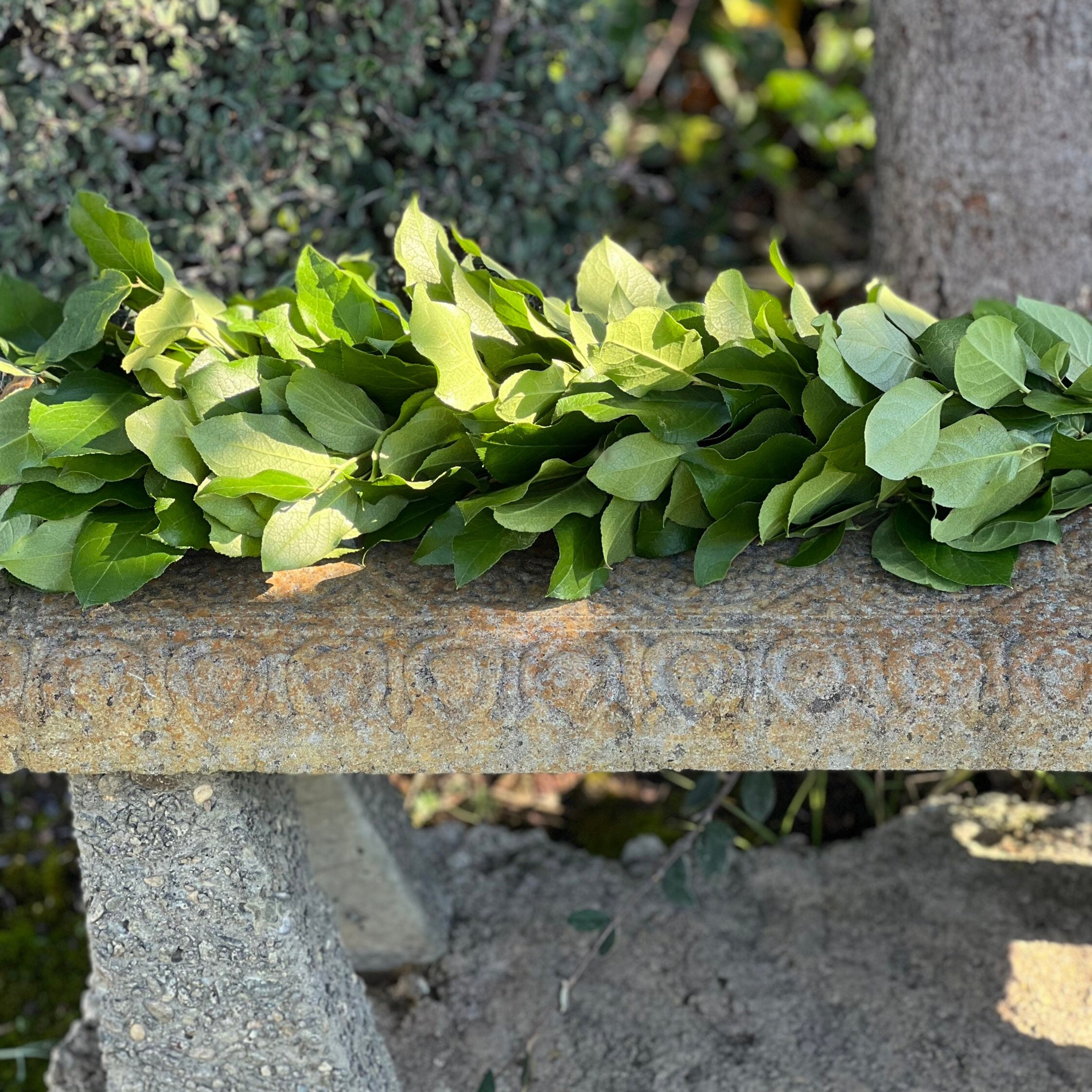 Fresh Handmade Lemon Leaf Greenery Garland - Etsy