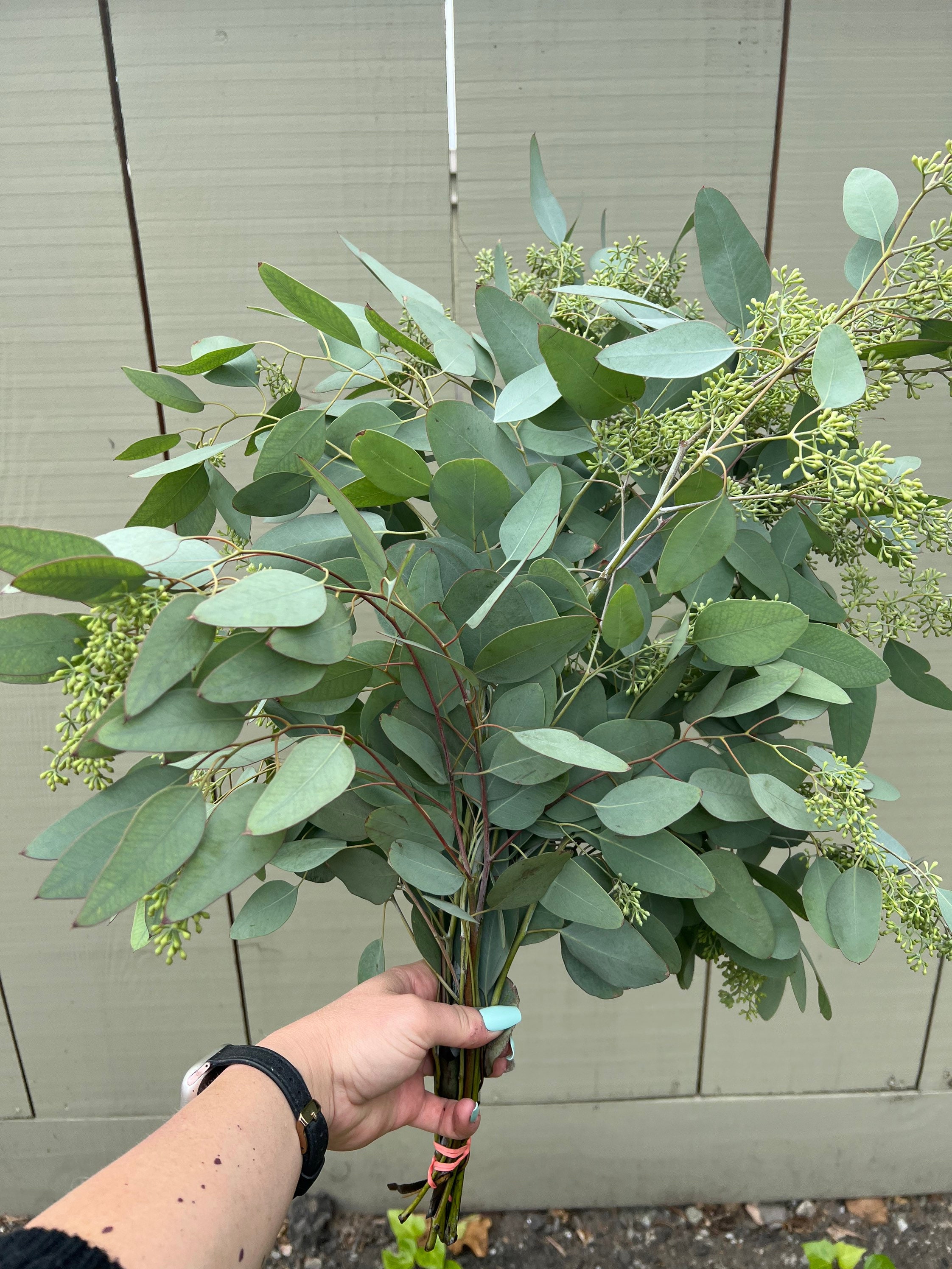 Fresh Seeded Eucalyptus Bunch - Etsy