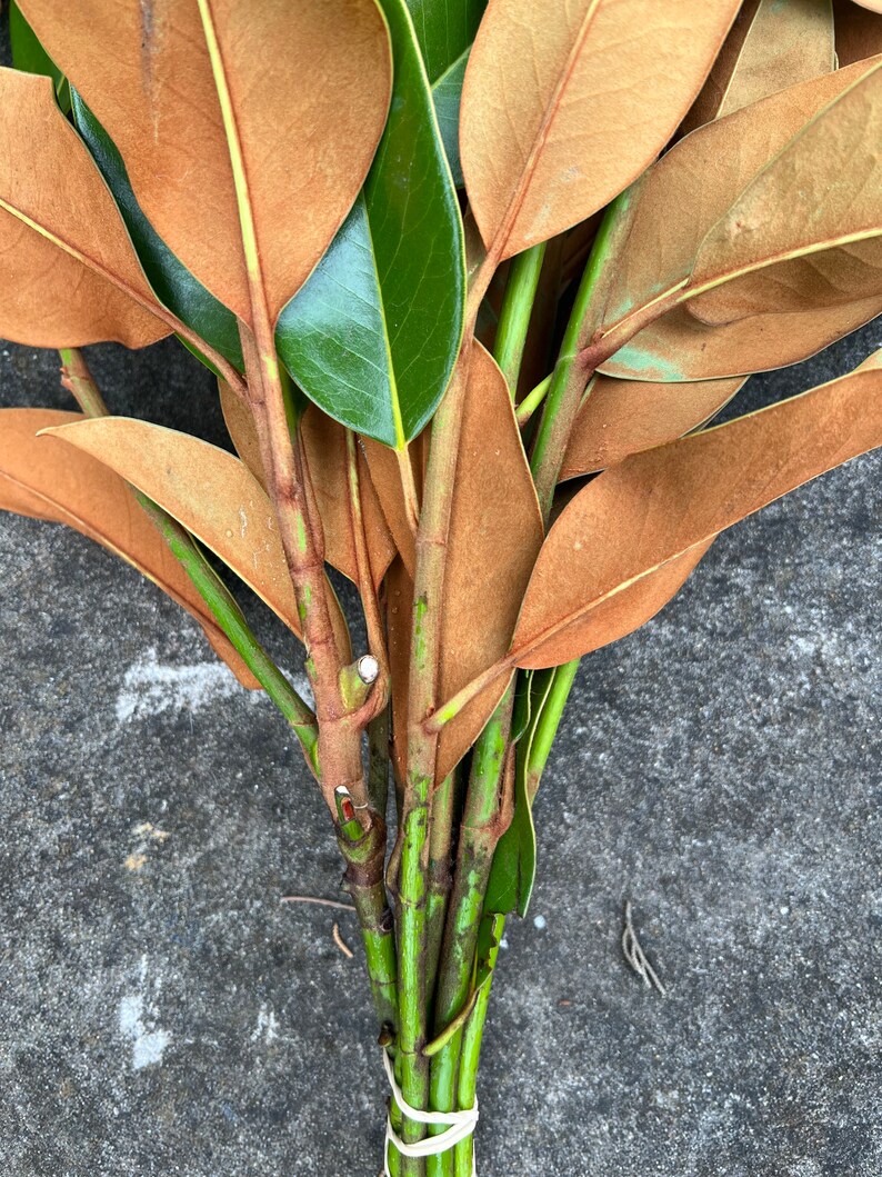 Fresh Magnolia Leaves Bunch - Etsy