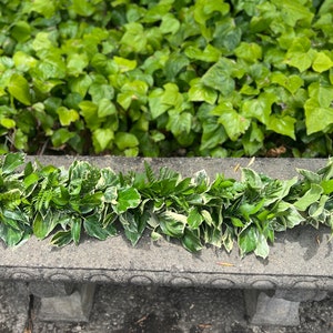 Fresh Leatherleaf Fern, Variegated Bush Ivy and Israeli Ruscus Garland ...