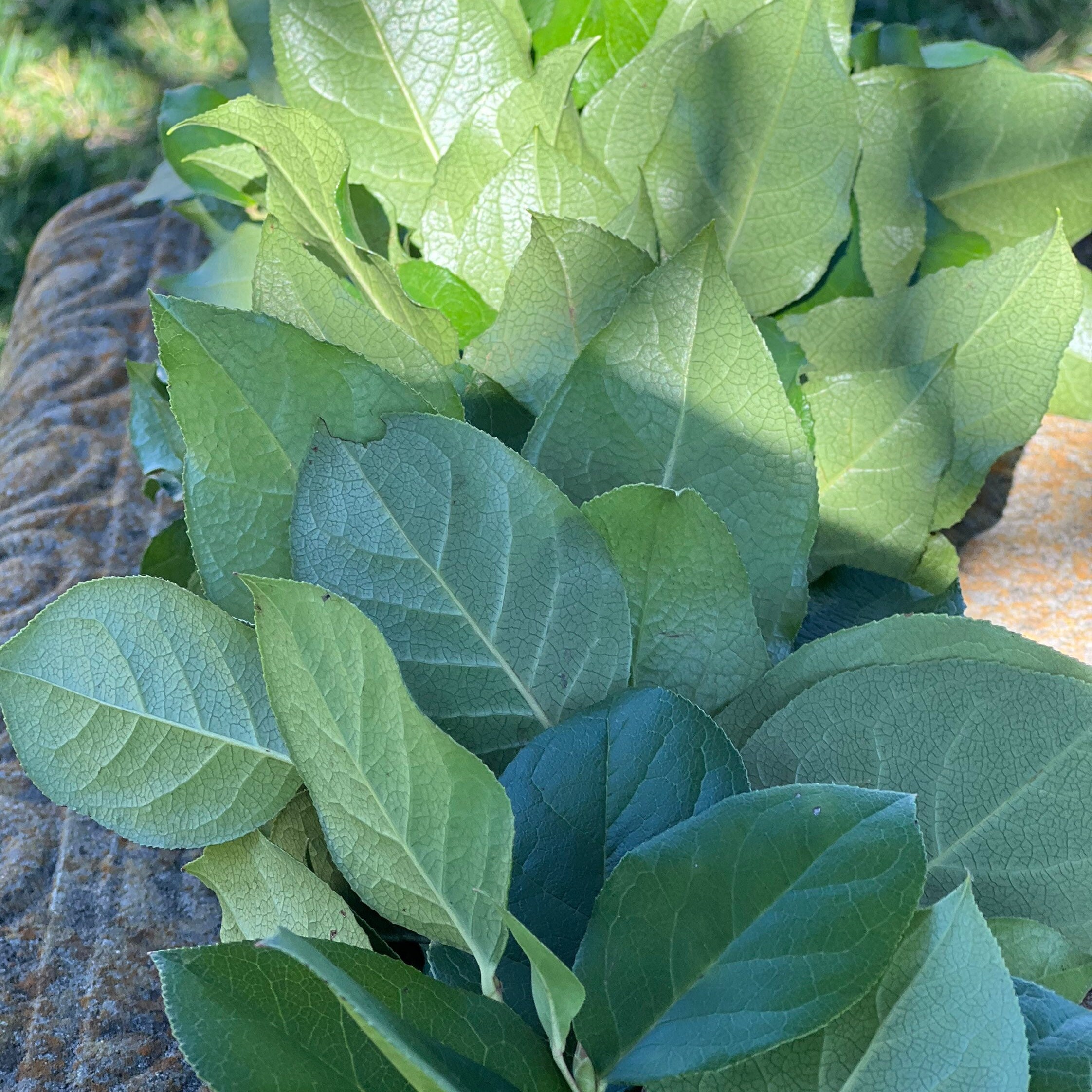 Fresh Handmade Lemon Leaf Greenery Garland - Etsy
