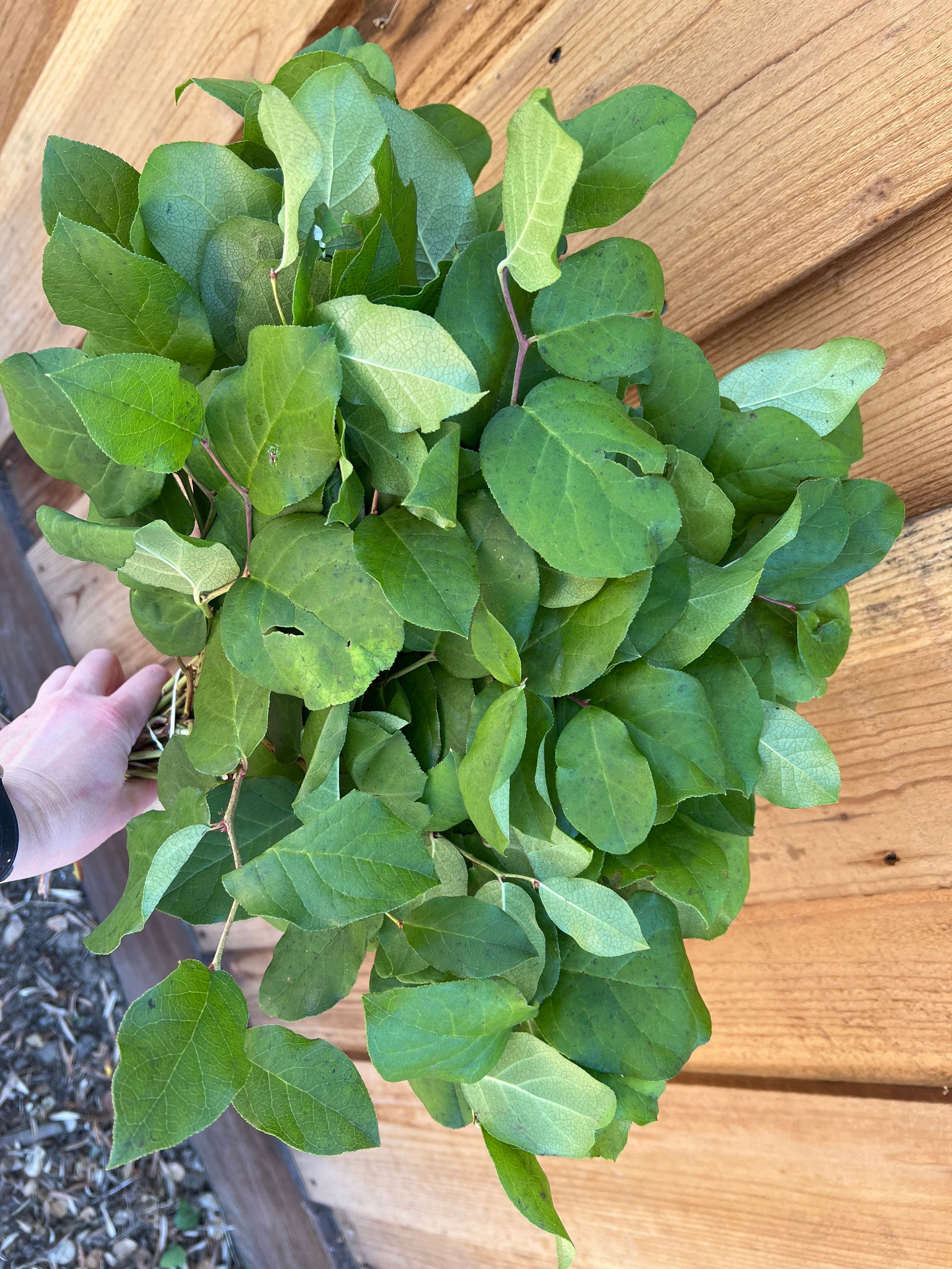 Fresh Lemon Leaf Bunch - Etsy