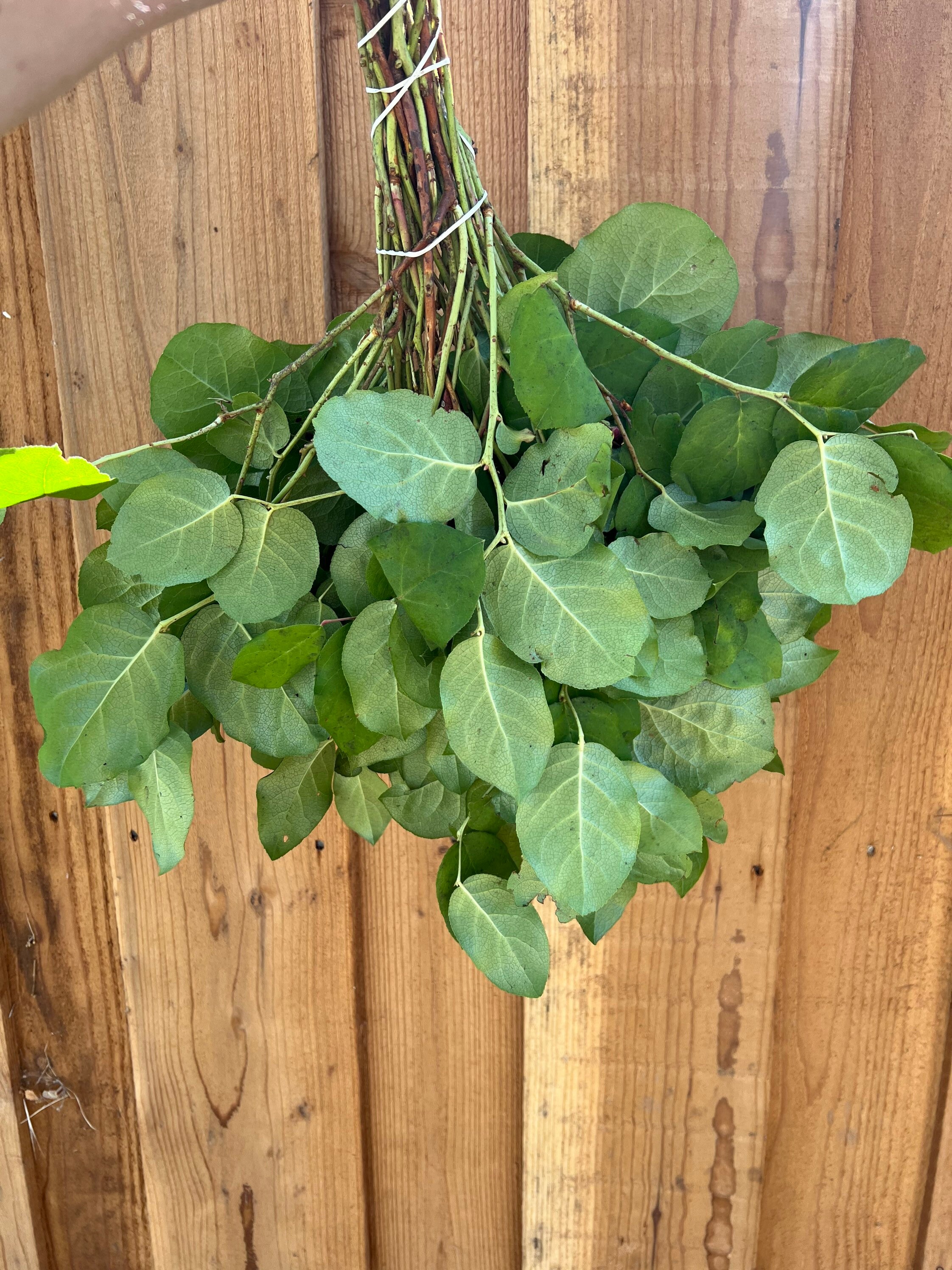 Fresh Lemon Leaf Bunch - Etsy