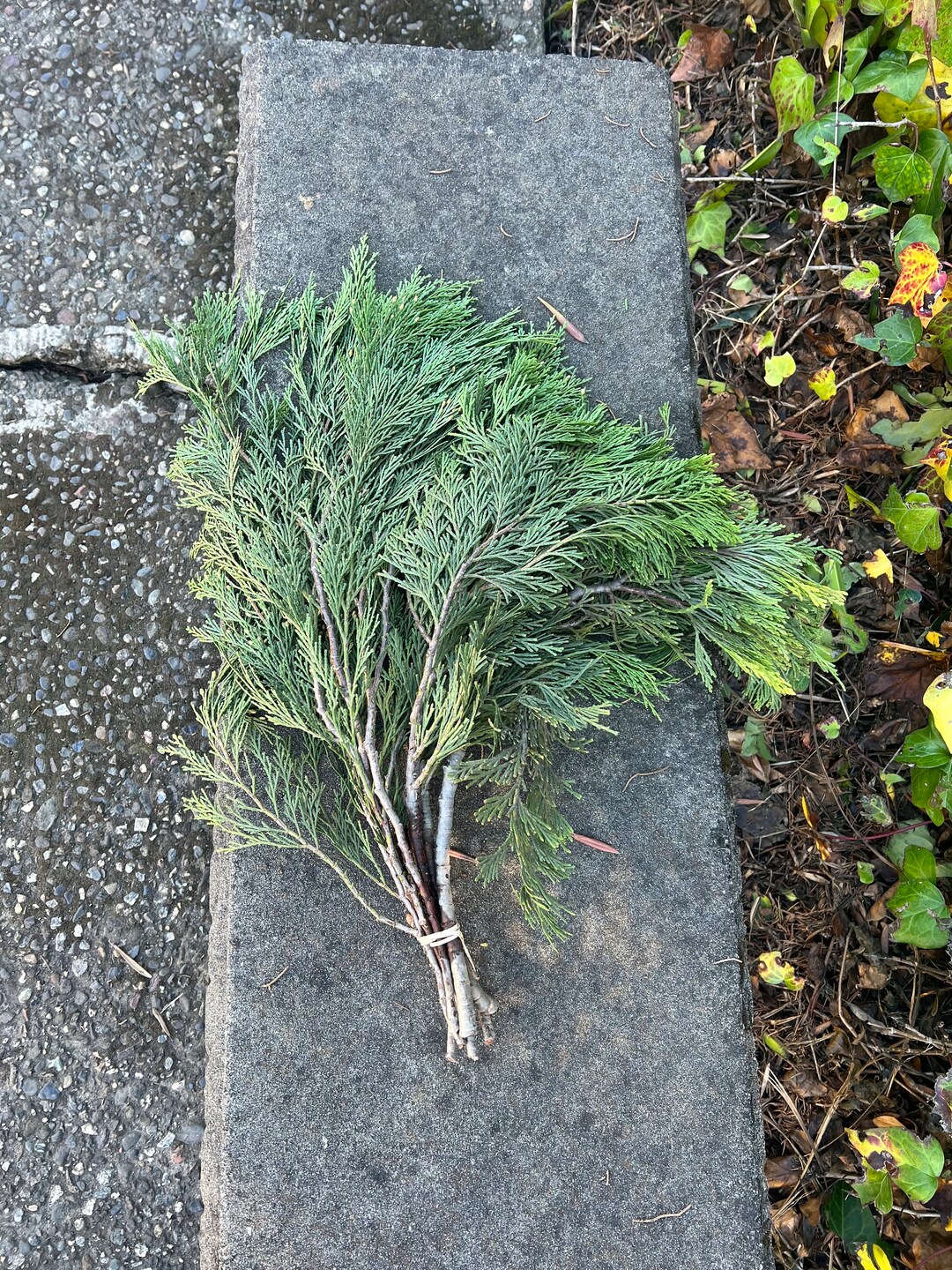 Fresh Incense Cedar Bunch available Nov Jan Only - Etsy