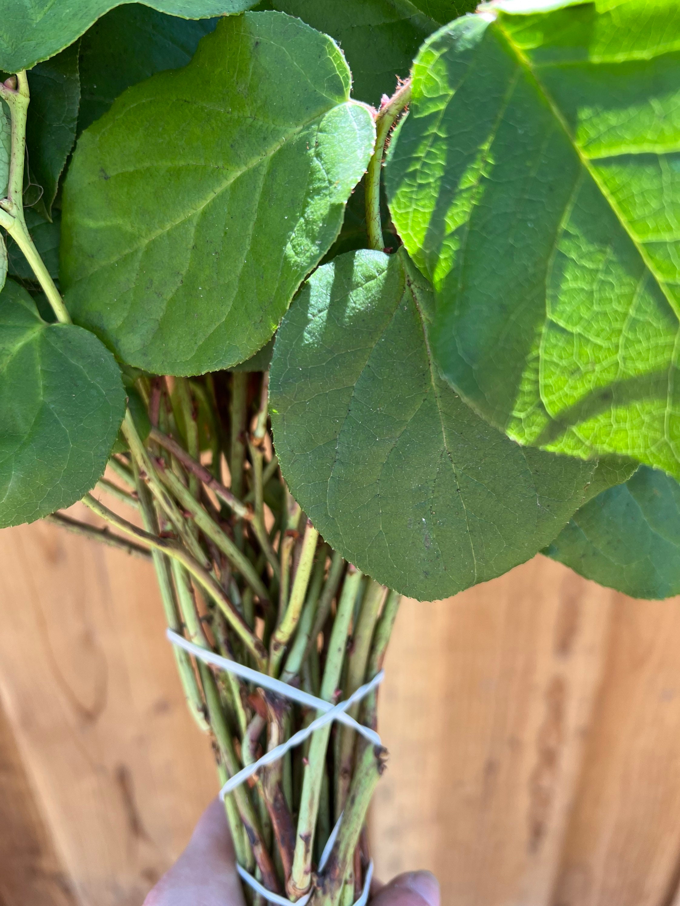 Fresh Lemon Leaf Bunch - Etsy