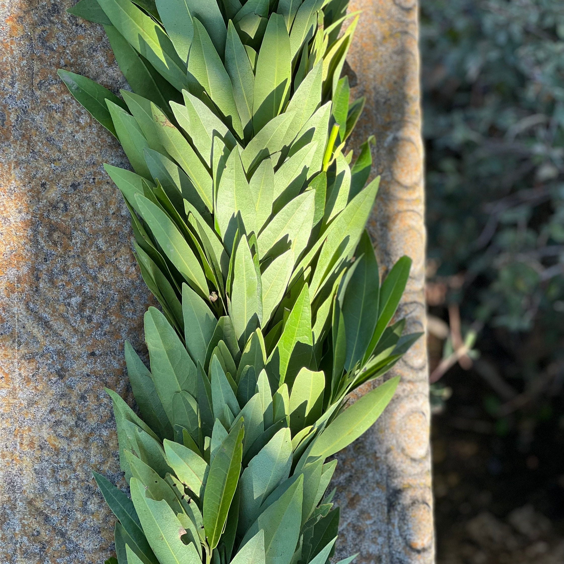 Fresh Handmade Bay Leaf Greenery Wedding Garland - Etsy