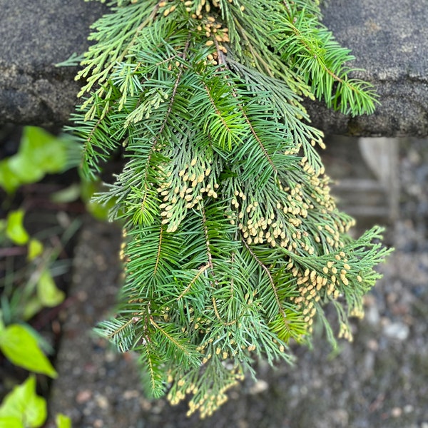 Holiday Garland Fresh - Etsy