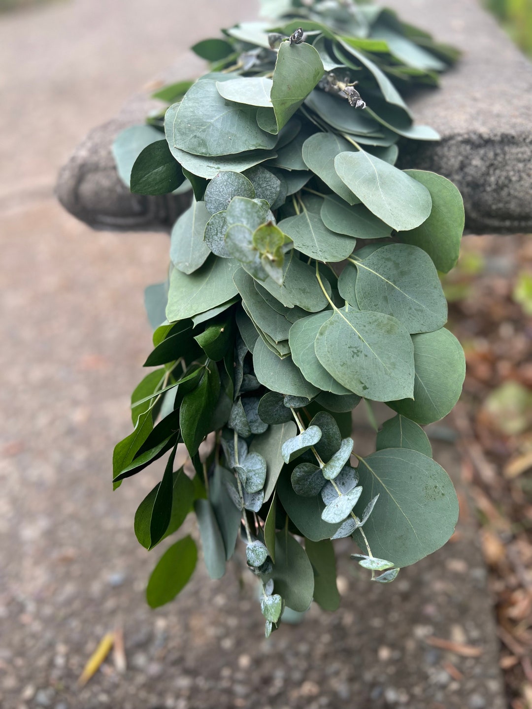 Fresh Silver Dollar Eucalyptus, Spiral Eucalyptus and Israeli Ruscus ...