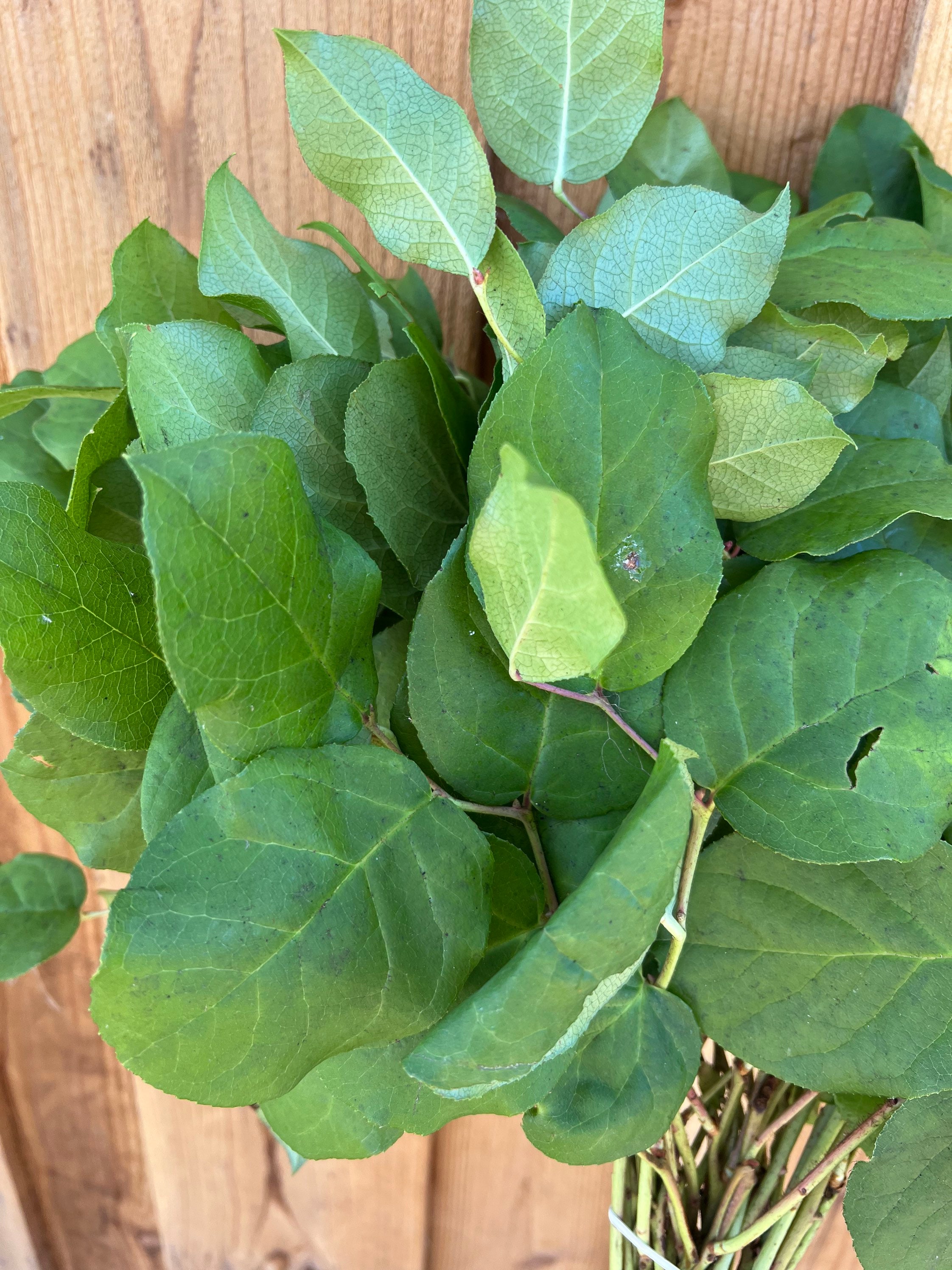Fresh Lemon Leaf Bunch - Etsy