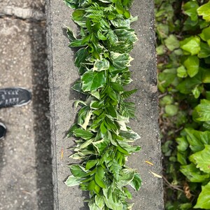 Fresh Leatherleaf Fern, Variegated Bush Ivy and Israeli Ruscus Garland ...