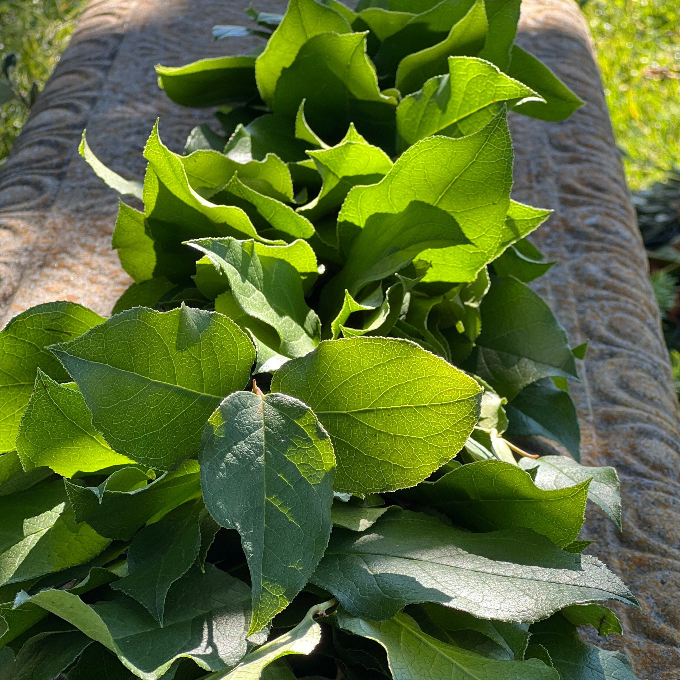 Fresh Handmade Lemon Leaf Greenery Garland - Etsy