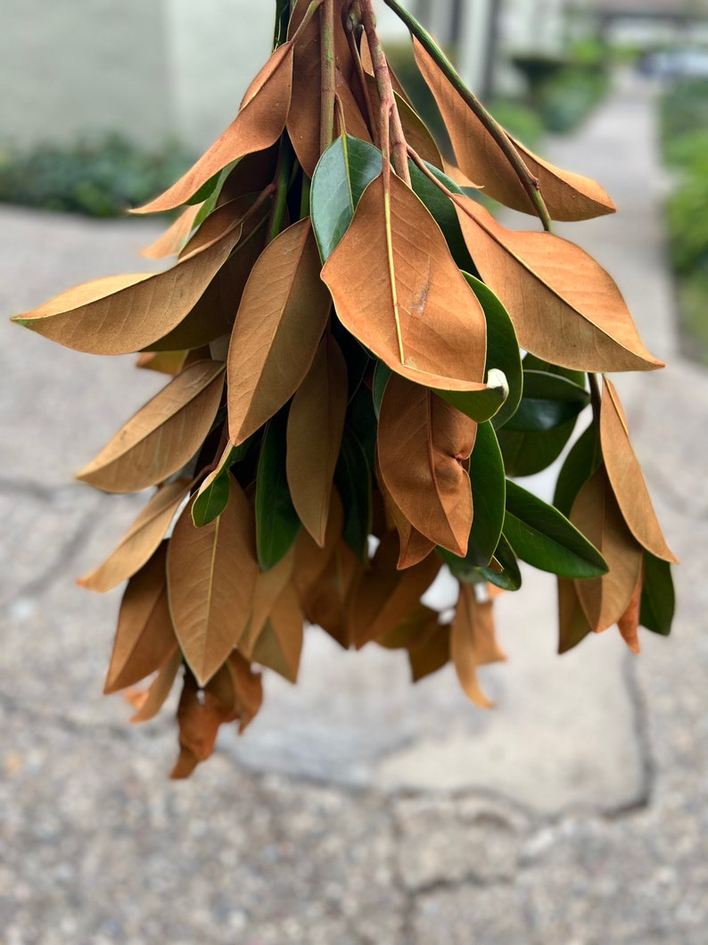 Fresh Magnolia Leaves Bunch - Etsy