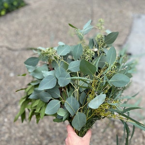 Fresh Assorted Eucalyptus and Greenery Sampler Bunch - Etsy