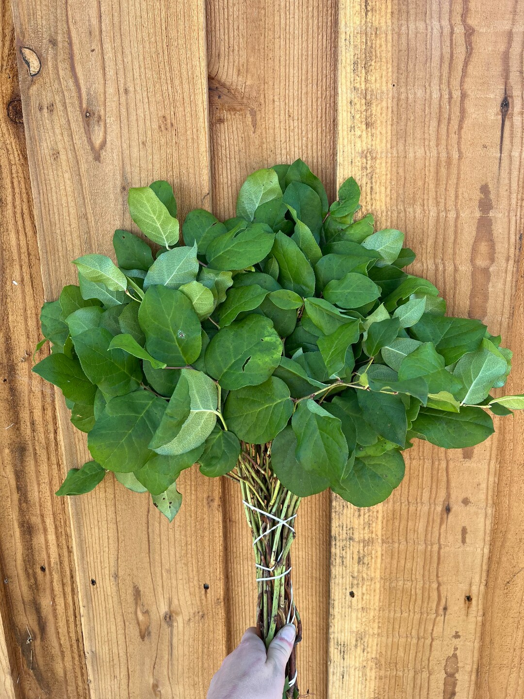 Fresh Lemon Leaf Bunch - Etsy
