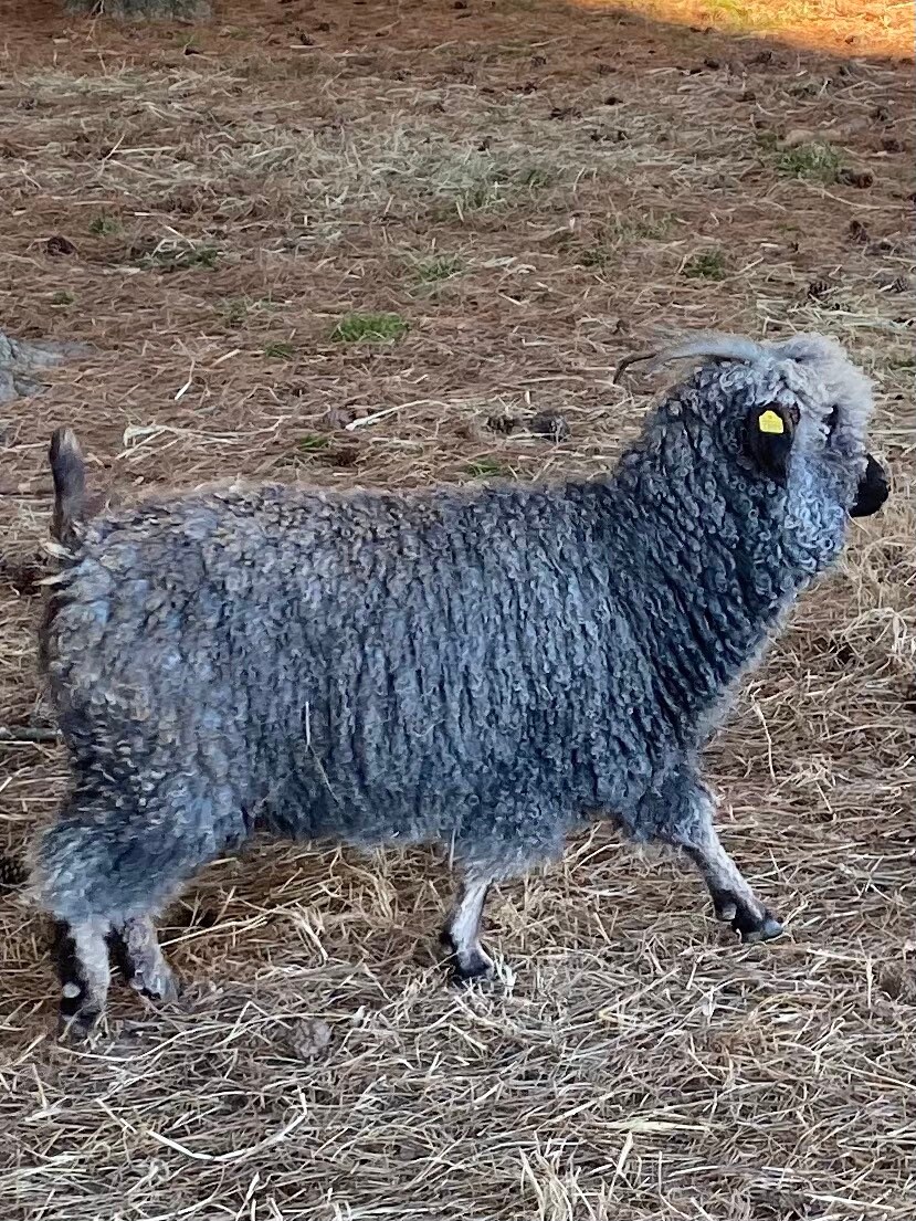 Quigley Raw Gray Angora Goat Mohair - Etsy UK