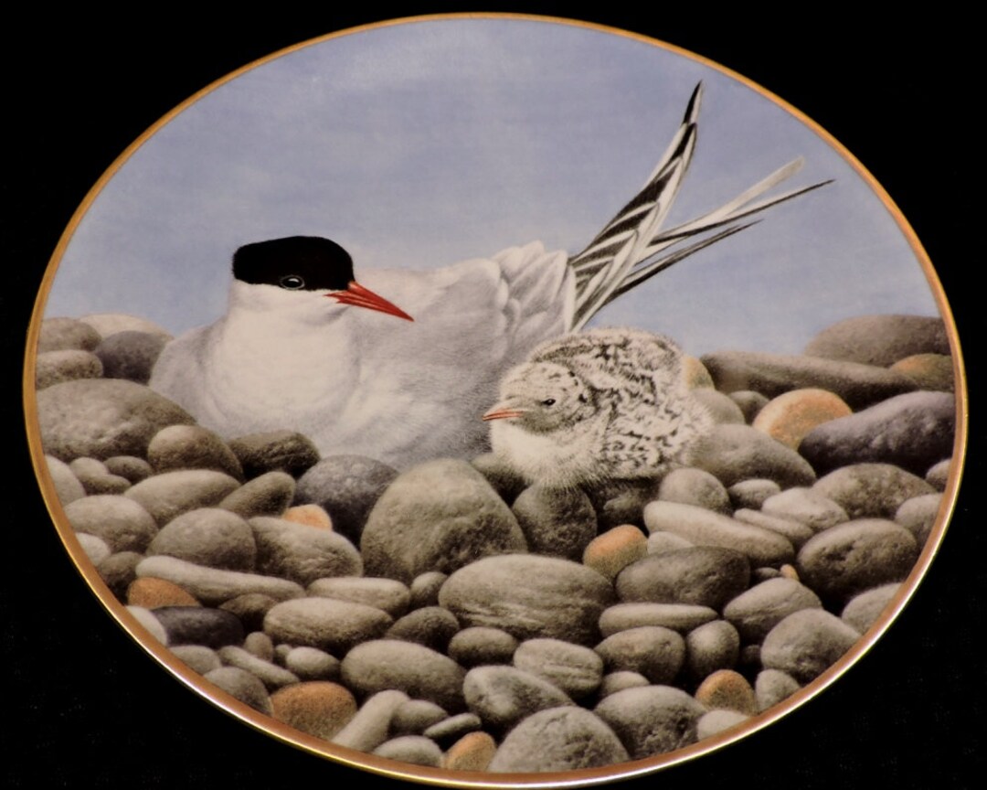 Vintage tern Wall Decor Plate Bavarian Porcelain West Germany Danbury ...