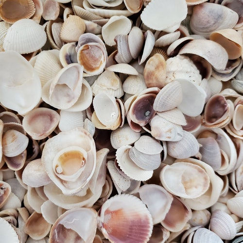 Tulip Shell-fasciolaria Tulipa-sea Shells Bulk-beach Home - Etsy