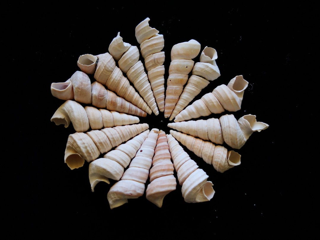 15 Horn Seashells Tiny Shells 1-1.25 Inch - Etsy