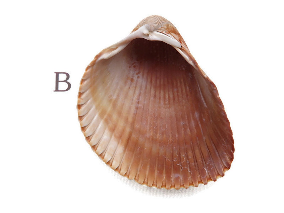 1 Large Atlantic Cockleshell Great Heart Cockle 3.75-4.25 | Etsy