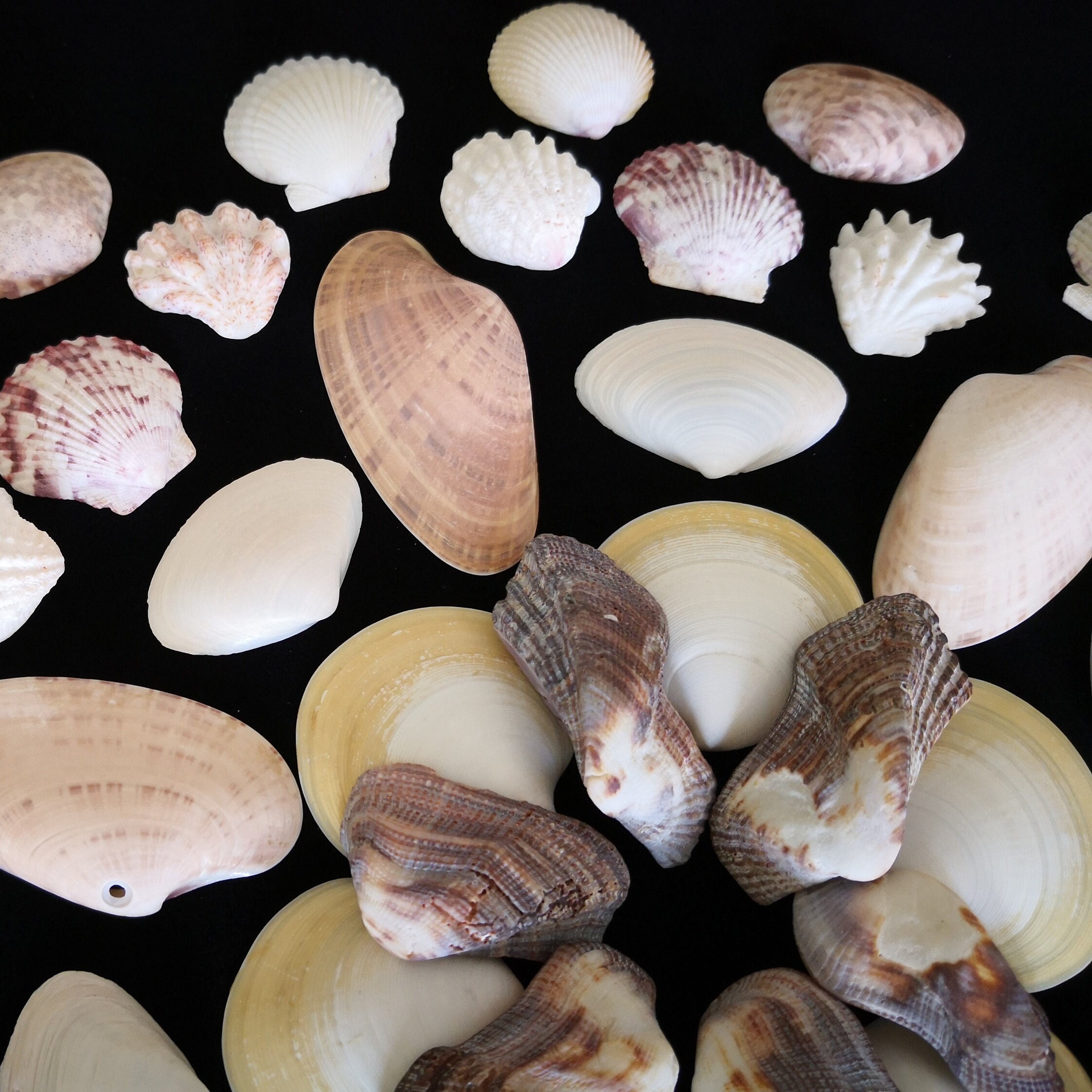 60 Florida Clam Seashells for Crafts and Decorating - Etsy