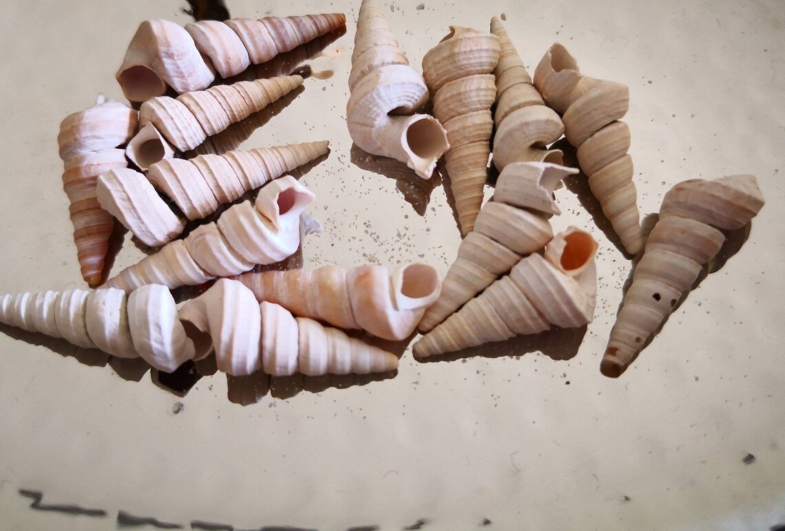 15 Horn Seashells Tiny Shells 1-1.25 inch | Etsy