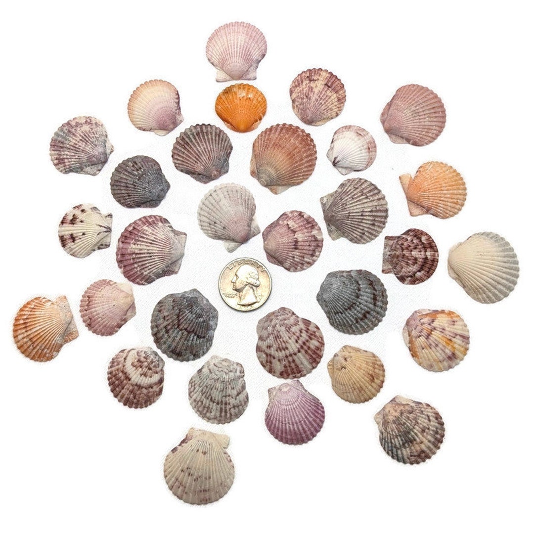 30 Colorful Calico Scallop Shells Selected 1-1.25 Inches Argopecten ...