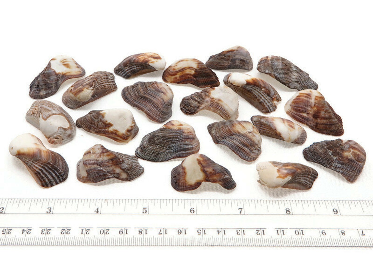 12 Mossy Ark Seashells Arca Imbricata - Etsy