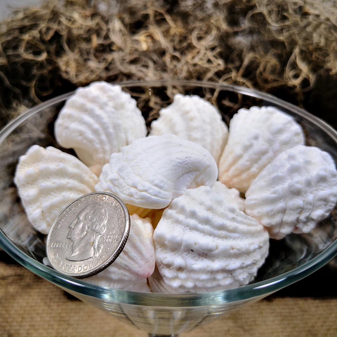 15 Large Jewel Box Seashells for Crafting and Decorating - Wedding ...