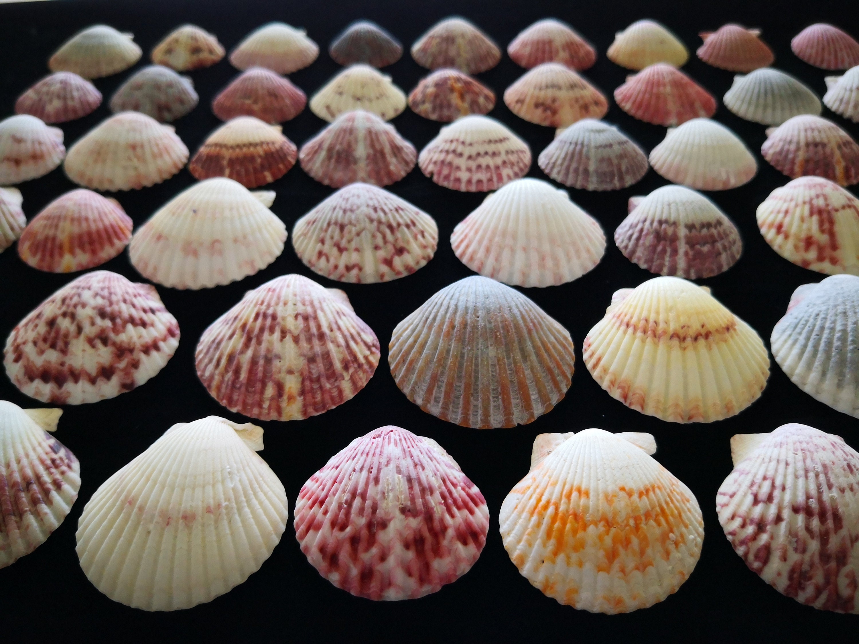 50 Colorful Selected Atlantic Scallop Seashells 0.75-1.5 | Etsy