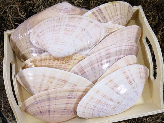6 Large Sunray Venus Clam Shells Large Seashells for Art | Etsy