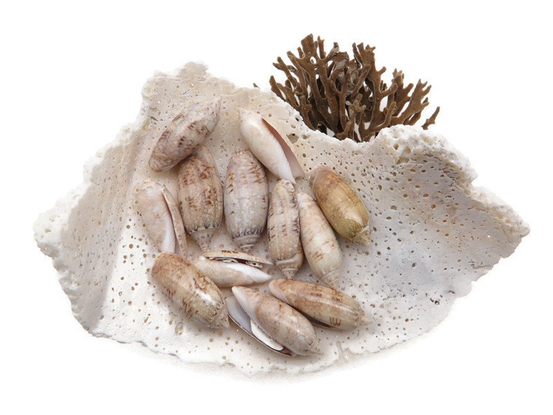 12 Lettered Olive Seashells - 1-1.75 Inches Shells for Crafting and ...