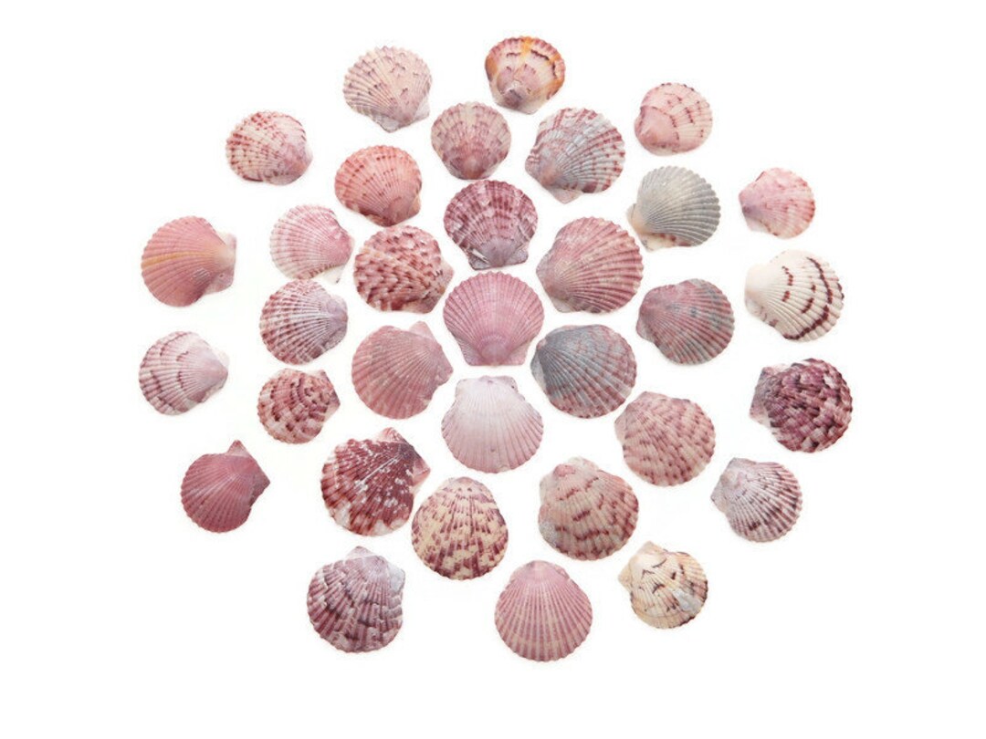 33 Tiny Atlantic Calico Seashells 0.75-1 Inch Shells for Crafting and ...