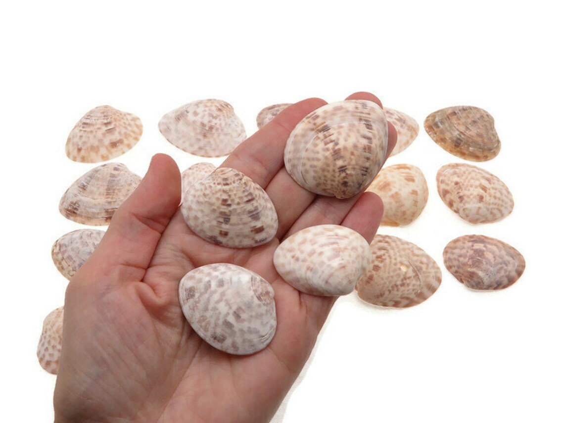 20 Assorted Calico Clam Shells Macrocallista Maculata - Etsy