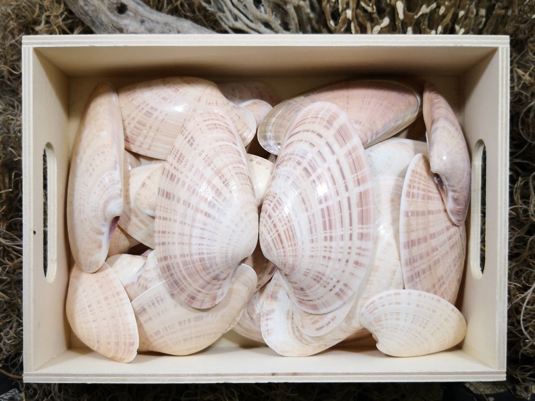 8 Small Sunray Venus Seashells - 3-3.75 Inches Clam Shells ...