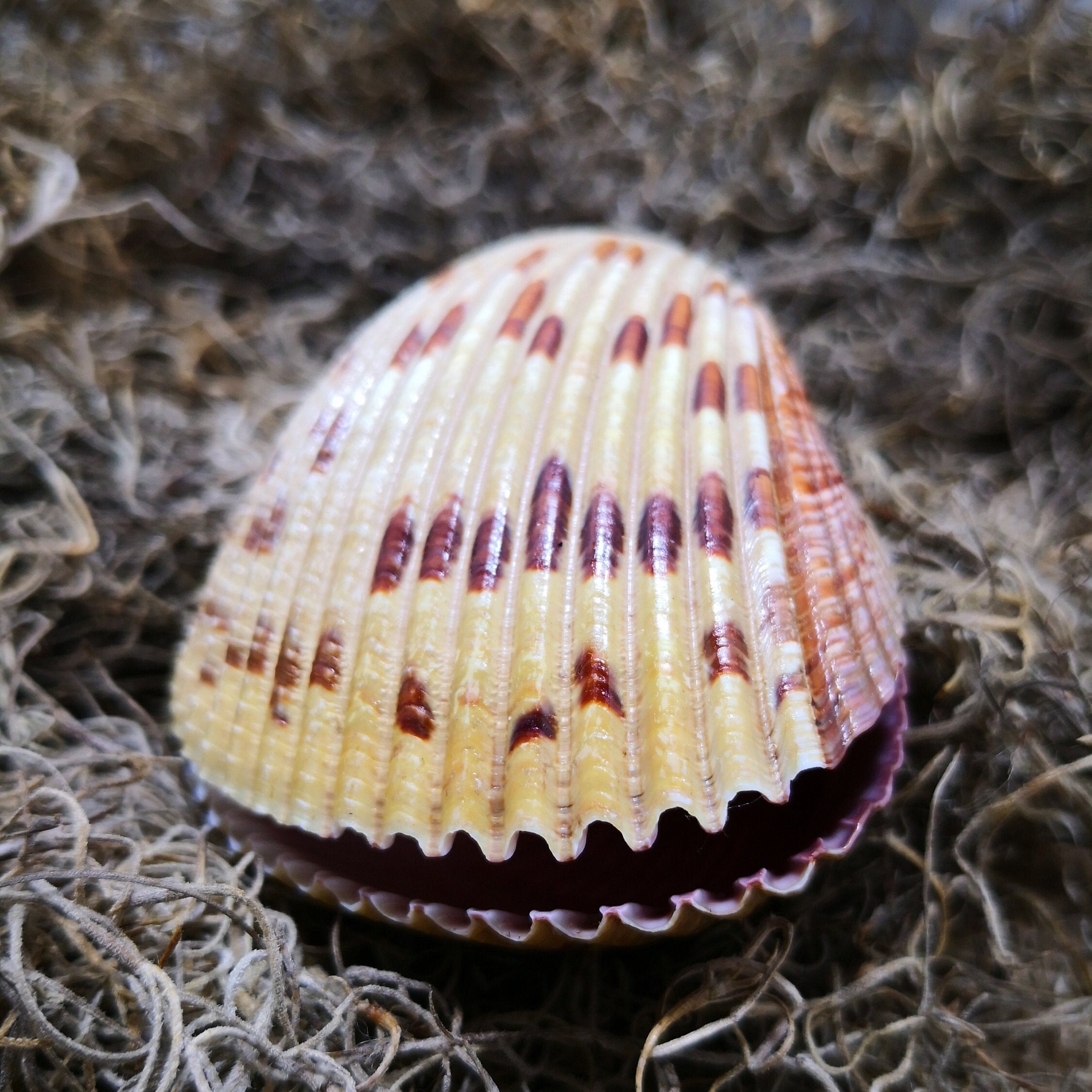 1 Atlantic Great Heart Cockleshell Dinocardium Robustum | Etsy