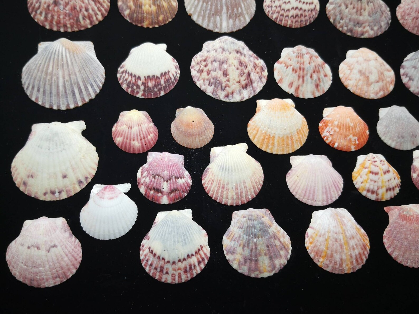 50 Colorful Selected Atlantic Scallop Seashells 0.75-1.75 - Etsy