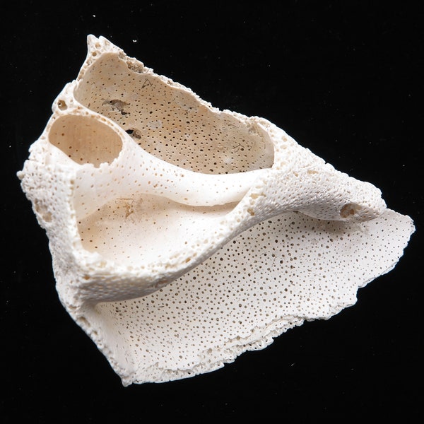 Seashell Fish - Etsy