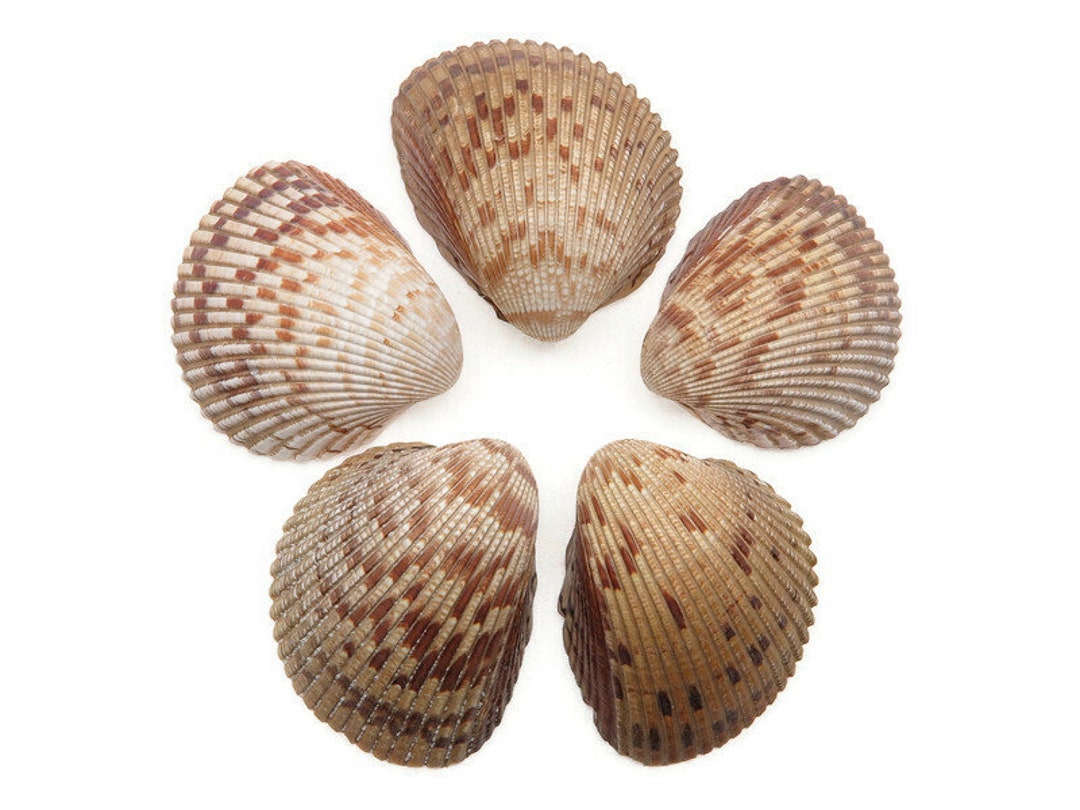 5 Atlantic Cockleshell Great Heart Cockle 2.75-3 Inches - Etsy