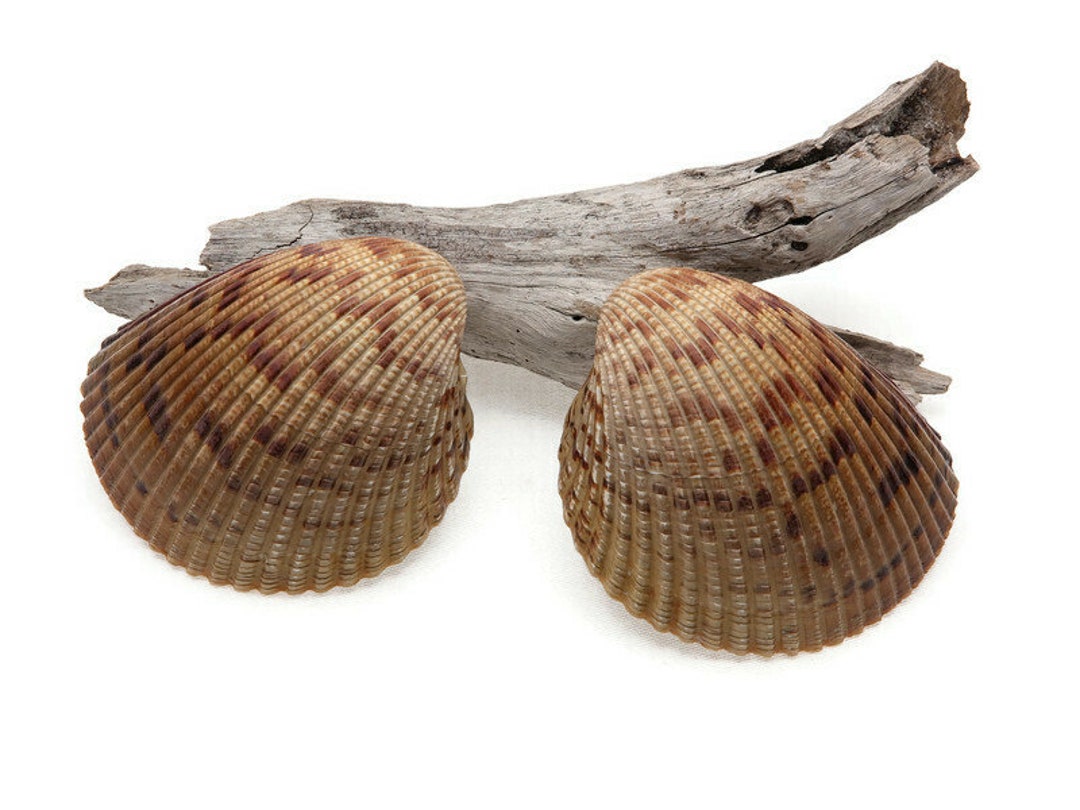 4 Great Heart Cockles 2 Pairs of Atlantic Cockleshell 2.75-3 Inches - Etsy