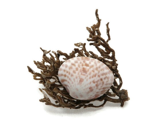 20 Assorted Calico Clam Shells Macrocallista Maculata - Etsy