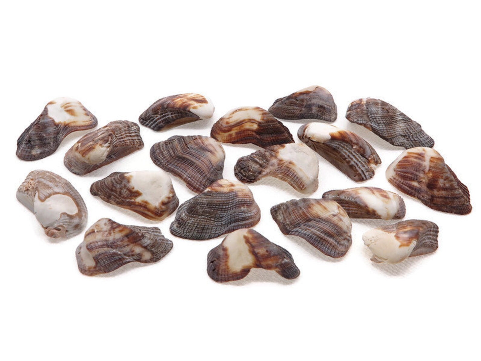 12 Mossy Ark Seashells Arca Imbricata | Etsy