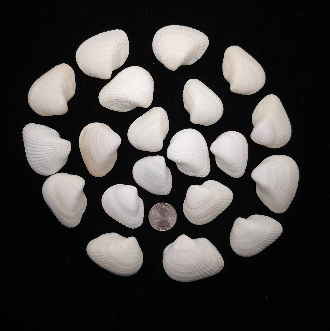 20 Light Color Ark Seashells For Crafting And Decorating 1.5-2 Inches ...