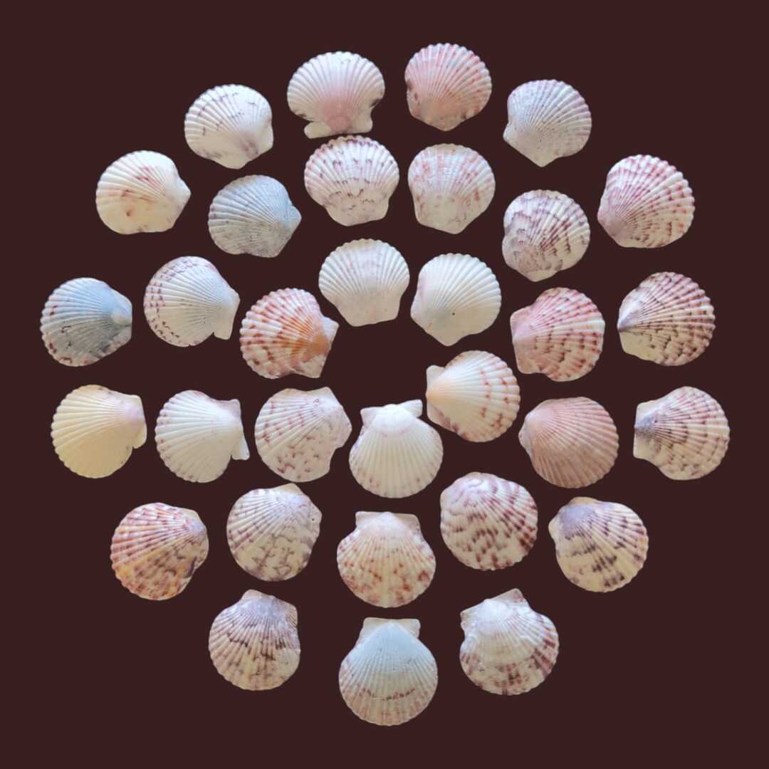 30 Atlantic Calico Scallop Seashells - 1-1.25 Inches Natural Sea Shells ...