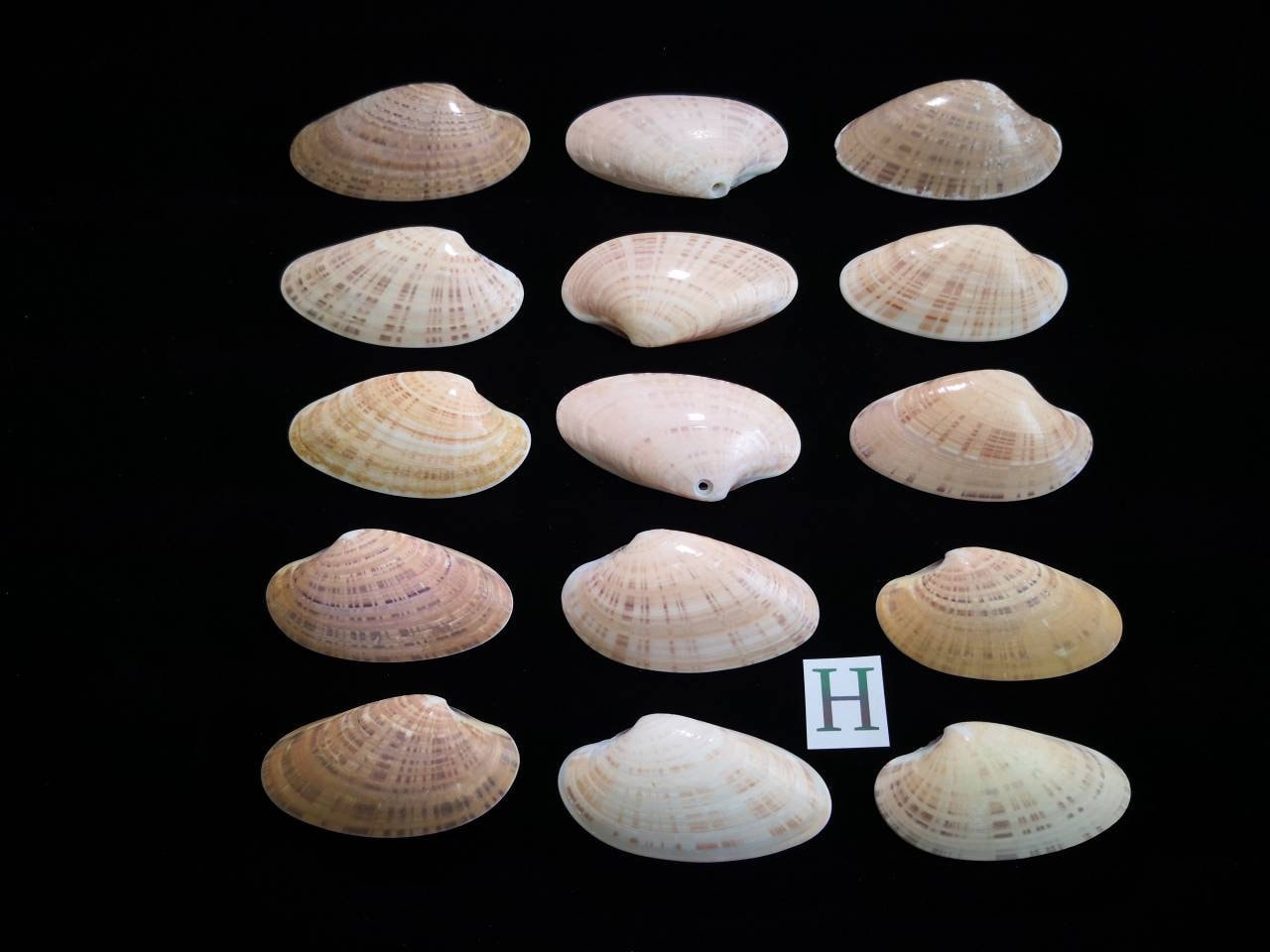 15 Sunray Venus Seashells 2.5-3.25 Inches Clam Shells - Etsy