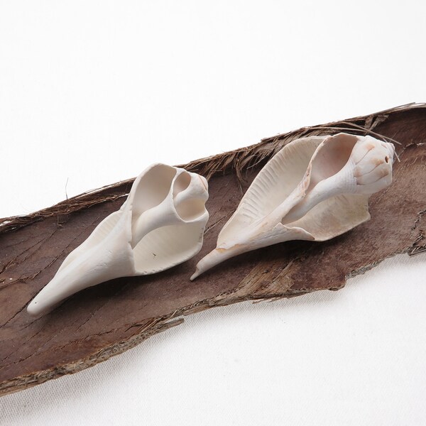 Florida Shell - Etsy