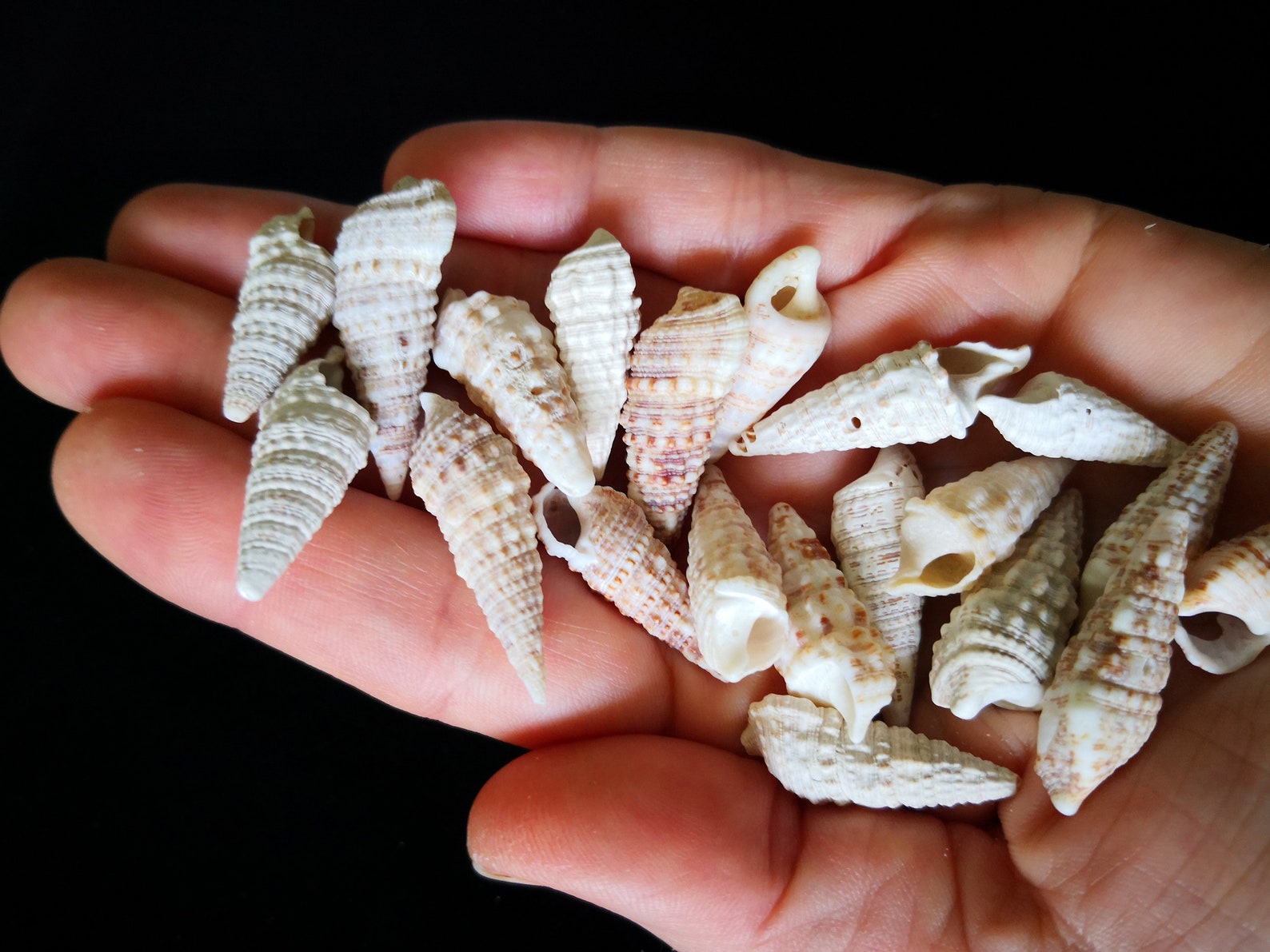 20 Cerith Seashells 1-1.25 Inches Florida Shells for - Etsy
