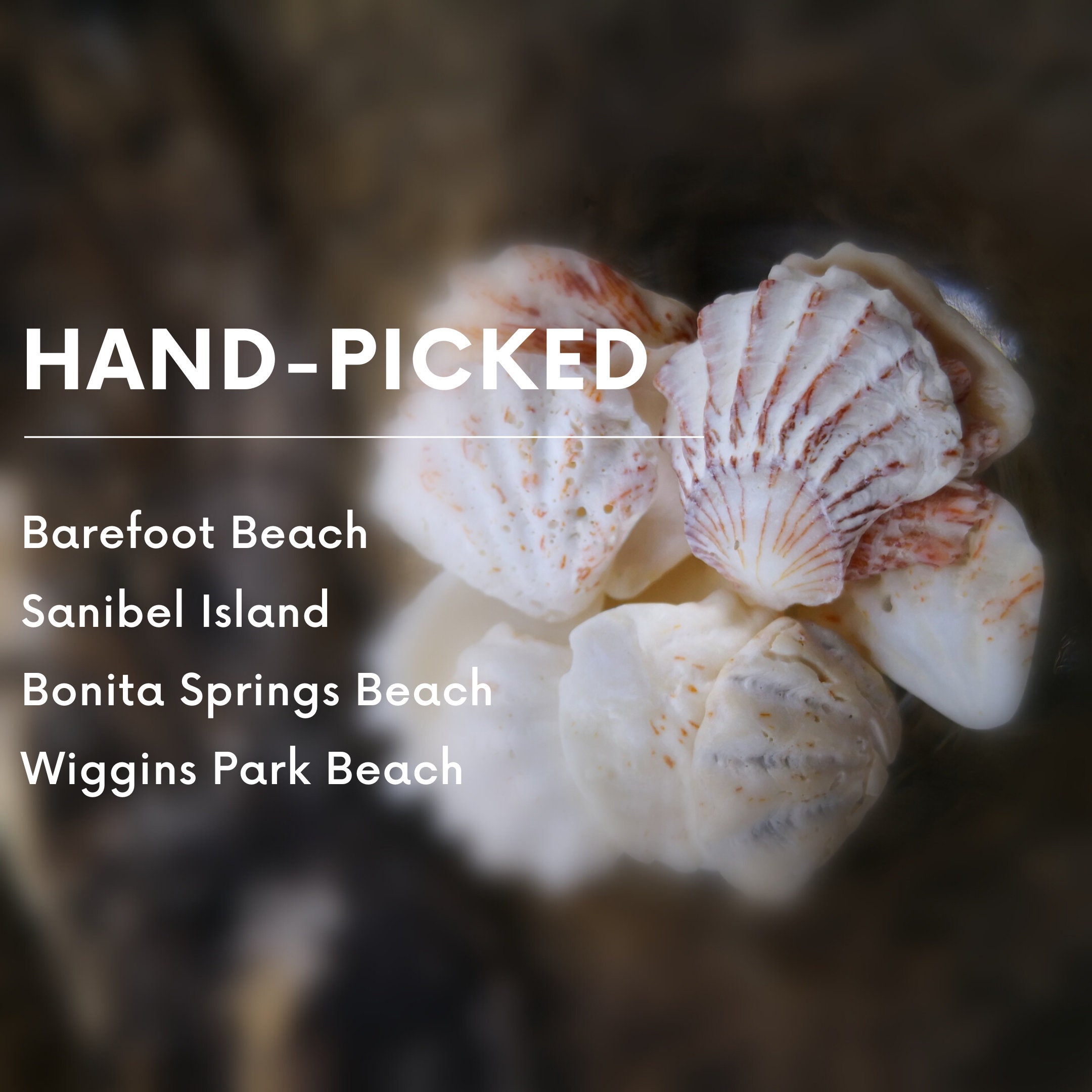30 Atlantic Kitten Paw Seashells - Plicatula Gibbosa - Florida's Mini ...