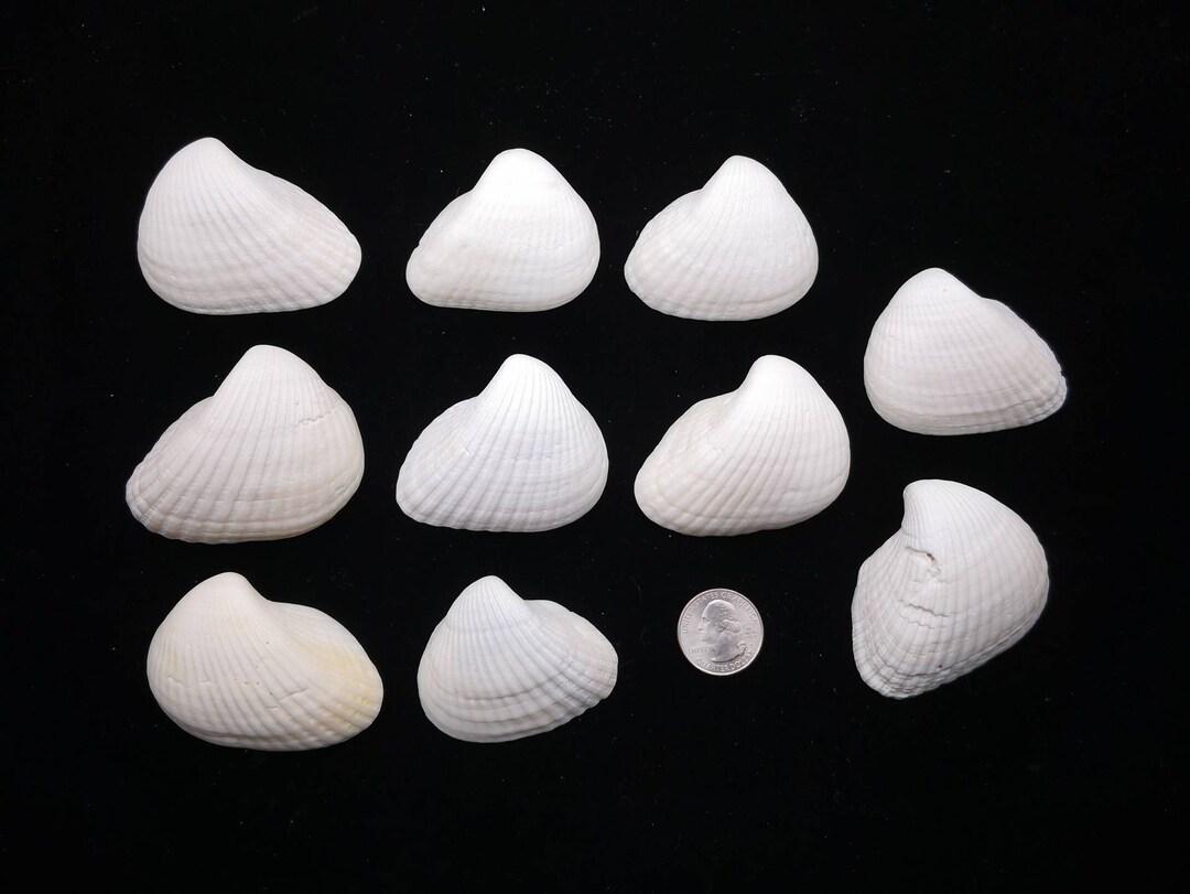 10 Selected Large Ark Seashells 2-2.5 Inches Clams for Crafts and ...