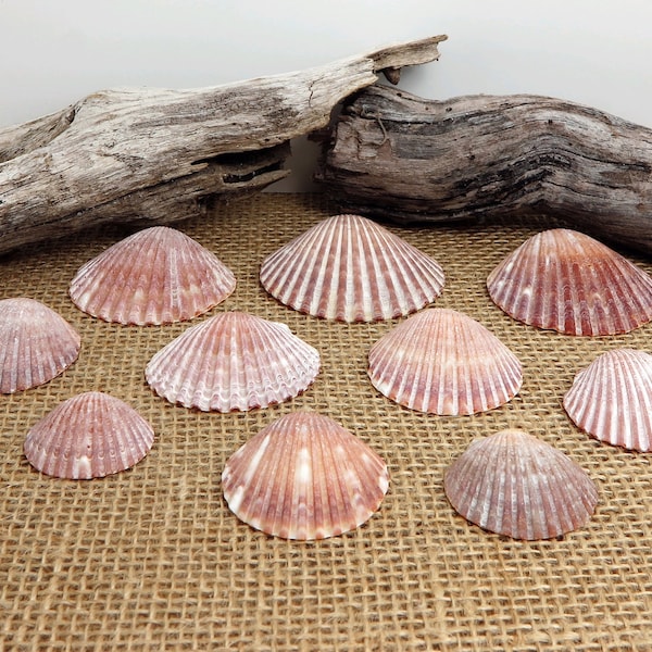 Scallop Seashells - Etsy