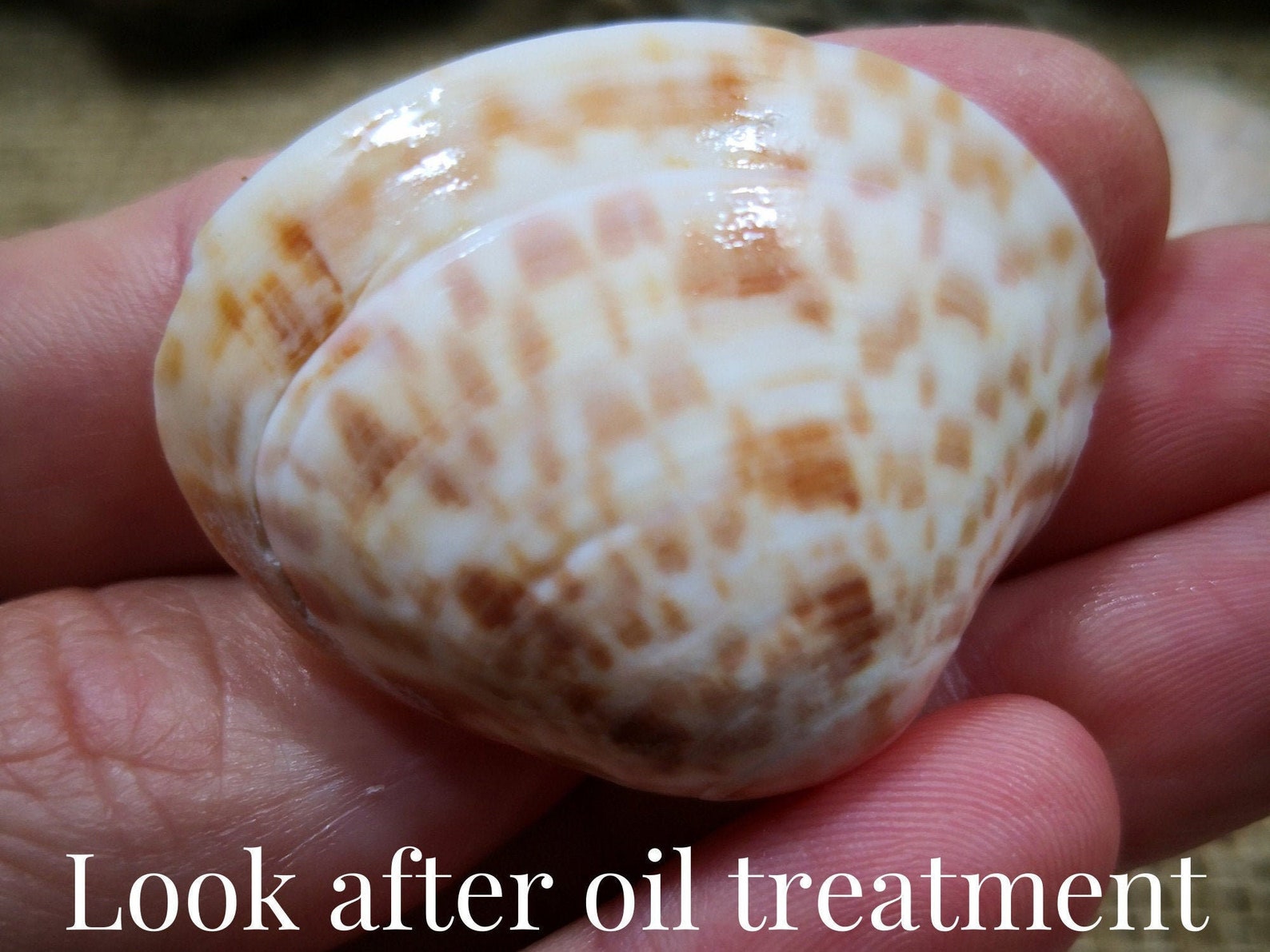 20 Assorted Calico Clam Shells Macrocallista Maculata - Etsy 日本